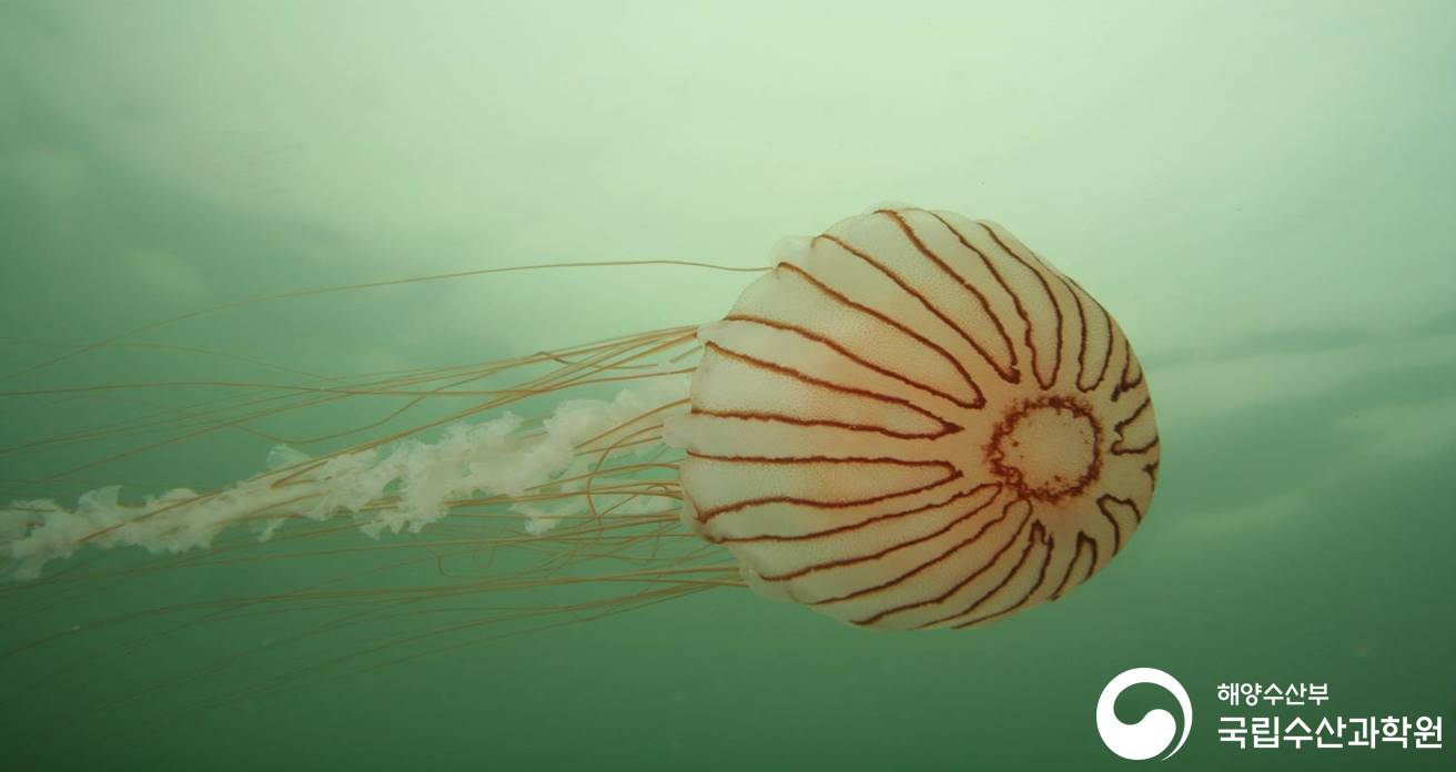 해파리정보시스템